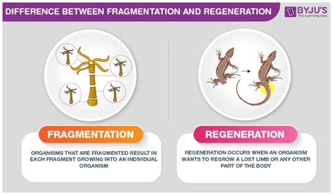 What Is The Difference Between Fragmentation And Regeneration