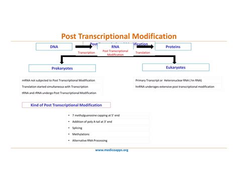 Post Transcriptional Modification Ppt