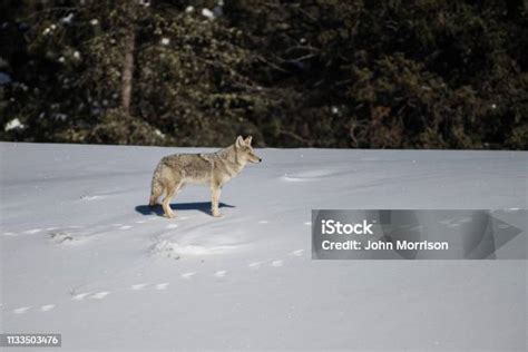 옐로우 스톤의 스 로스 깊은 3 월 겨울 눈을 움직이는 코요테 코요테 들개에 대한 스톡 사진 및 기타 이미지 코요테 들개