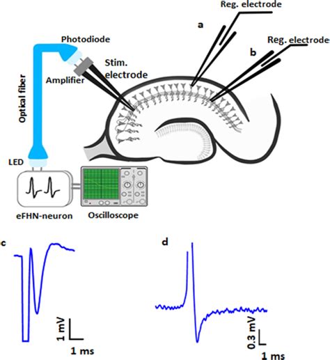 Optoelectronic Interface For Stimulating Neural Networks In The Brain Lobachevsky University