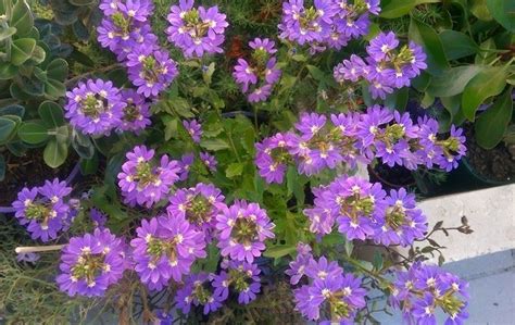 Plantfiles Pictures Scaevola Species Fairy Fan Flower Fanflower