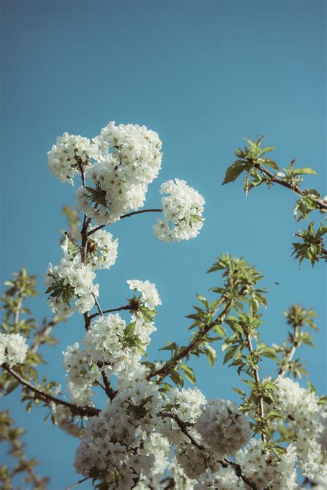 Ветка дерева с белыми цветами на фоне голубого неба скачать фото бесплатно Flyvi
