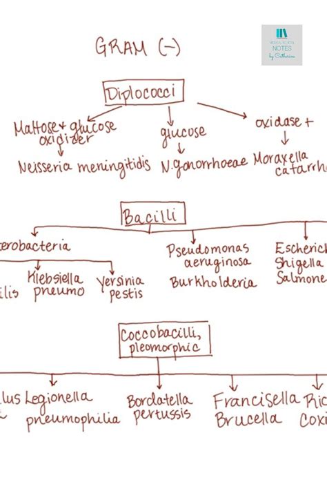 Gram Positive Vs Gram Negative Chart