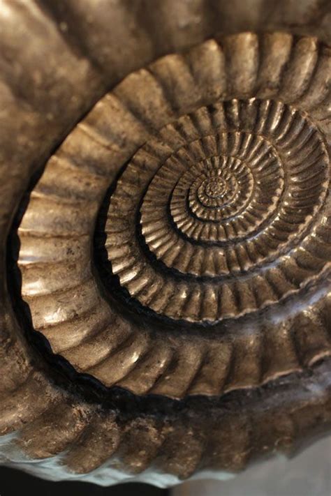 Posts About Fractals On Thereisnocavalry Spirals In Nature Spiral
