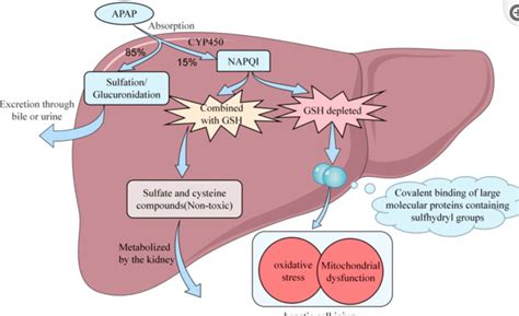 Acetaminophen Toxicity How Genetic Susceptibility Combines With