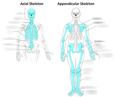 Axial Skeleton And Appendicular Skeleton Diagram Quizlet