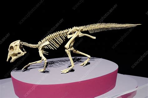 Hypacrosaurus Skeleton