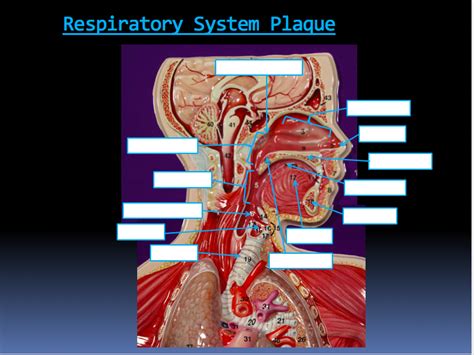 Respiratory System Plaque Pt 2 Diagram Quizlet