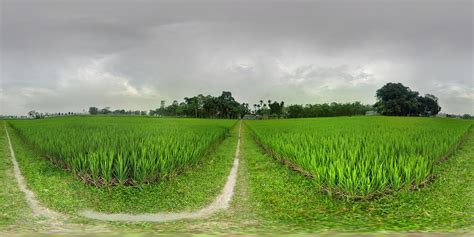 Paddy Grass Sky Free Photo On Pixabay Pixabay