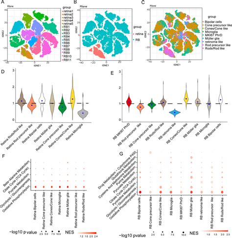 Scrna Seq Analysis Reveals Distinct Metabolic Landscape In Rb And