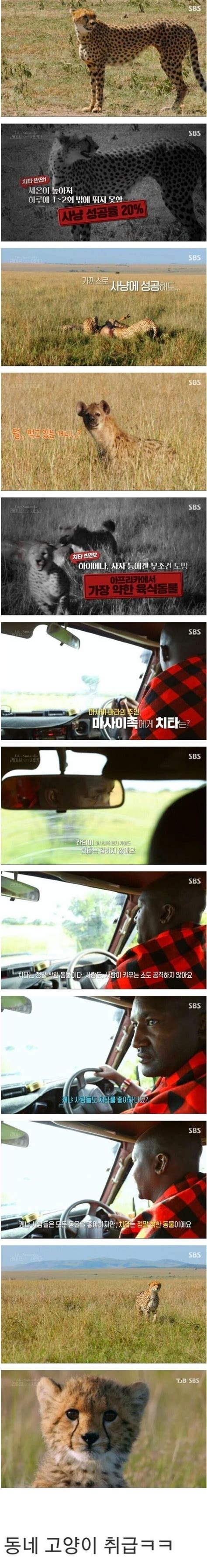 아프리카 현지인들이 보는 치타의 모습 포텐 터짐 최신순 에펨코리아