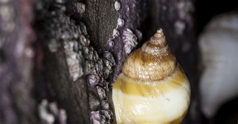 Watching Snail Sex Could Help Scientists See Evolution In Real Time