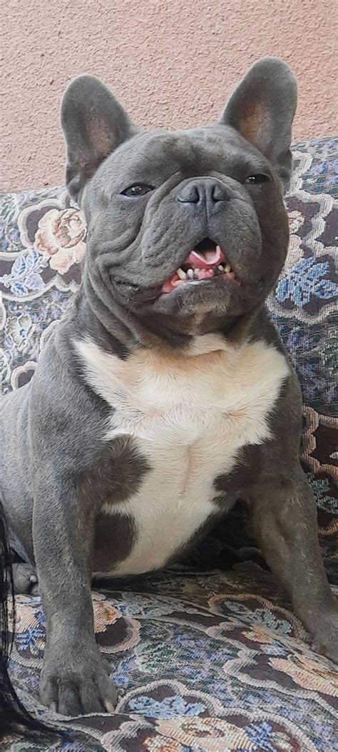 Французкий бульдог