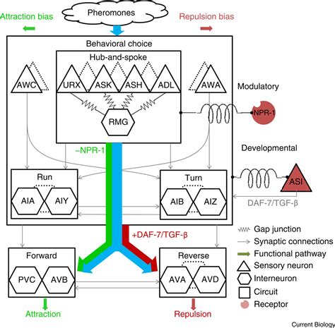 Sexual Attraction Sex Specific Wiring Of Neural Circuitry Pmc Sexual Attraction Sex Specific Wiring Of Neural Circuitry Pmc