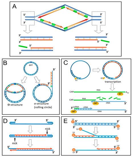 Telomeres And Telomerase In The Control Of Stem Cells