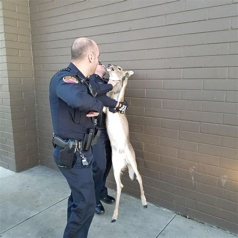 Psbattle Police Pinning Down Deer Rphotoshopbattles