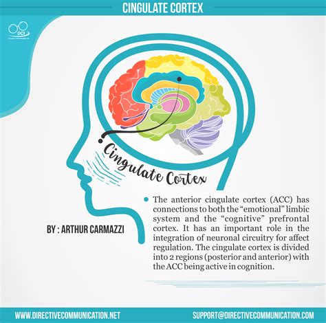 Cingulate Cortex Head Only Colored Brain