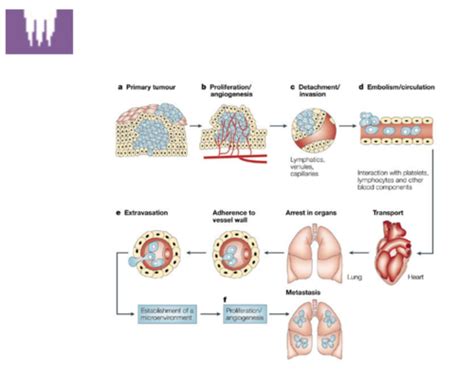 Bio 319 Chapter 19 Flashcards Flashcards Quizlet