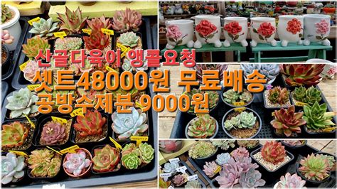 산골다육이 앵콜요청셋트 💥48000원무료배송💥수제분9000원 다육이셋트 산골다육이 다육이수제화분 Youtube