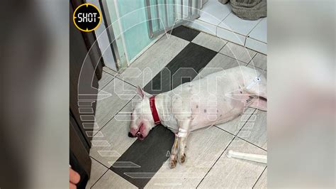 Москвичка пожаловалась на лекарство от паразитов, которое чуть не убило ...