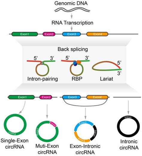Functions Of Circular Rna In Human Diseases And Illnesses