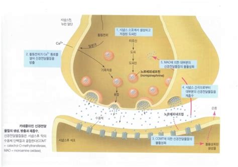 시냅스간의 연결 네이버 블로그