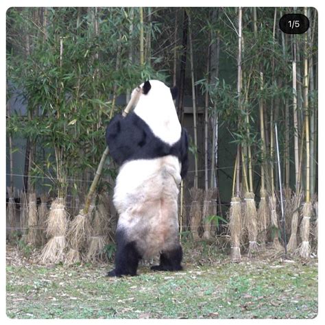 [잡담] 판다월드 알바생 사고쳤네 인스티즈 Instiz 일상 카테고리