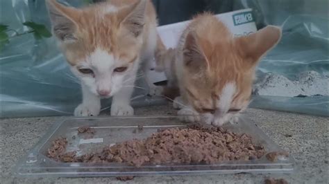 어린 냥이 먹는 먹방 13번째 영상 구독과좋아요 부탁합니다 🙏 🐱🐱 Youtube