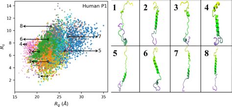 Exploring Structures And Dynamics Of Protamine Molecules Through