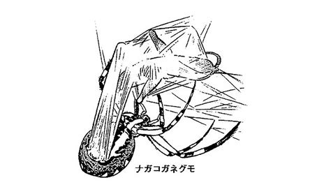 クモはどうしておしりから糸をだすの 昆虫 科学なぜなぜ110番 科学 キッズネット