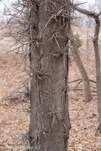 10 Iowa Winter Tree I D Tips Iowa Wildlife Habitat Services