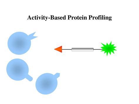 Ppt Activity Based Protein Profiling Powerpoint Presentation Free