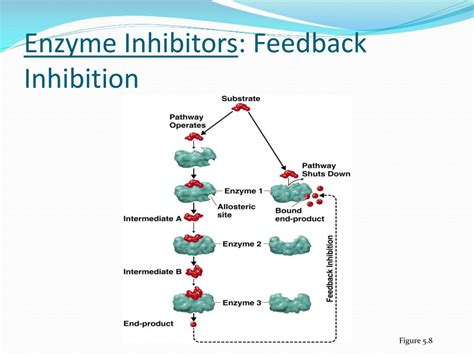 What Is Feedback Inhibition In Biology At Alexis Kevin Blog