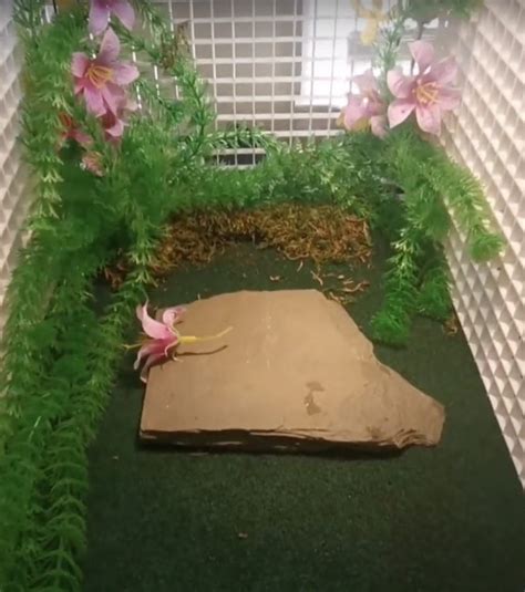 26 Diy Turtle Basking Area Ideas For A Perfect Sunning Spot The