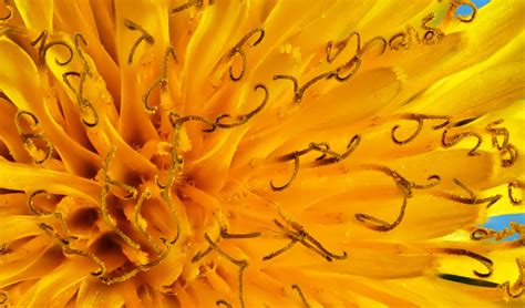 My First Macro Shot Rmacro