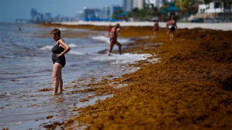 Seaweed On Florida Beaches Possibly Full Of Flesh Eating Bacteria