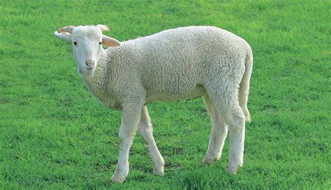 How To Work Out Reproduction Parameters