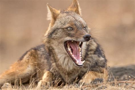 Jackle Attack Several Injured In Jackle Attack At Pilibhit District