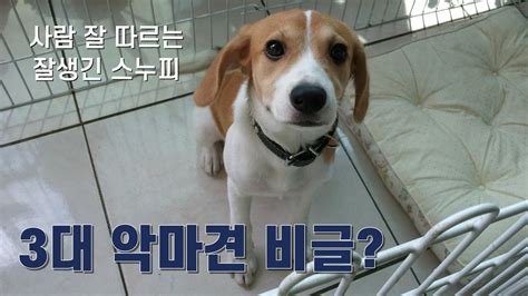 3대 악마견 비글 잘생긴 스누피 비글 스누피 3대악마견 Beagle Youtube 3대 악마견 비글 잘생긴 스누피 비글 스누피 3대악마견 Beagle Youtube