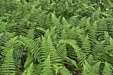 Fern Reproduction And Life Cycle