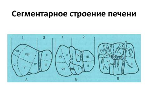 Хирургия печени желчного пузыря и внепеченочных желчных путей