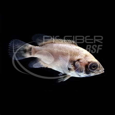 Oscar Plata Pisciber Bsf