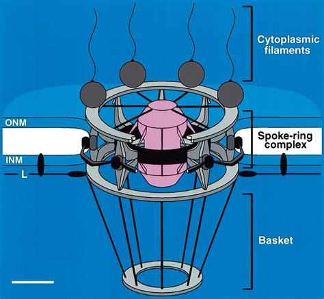 Nuclear Pore Complex
