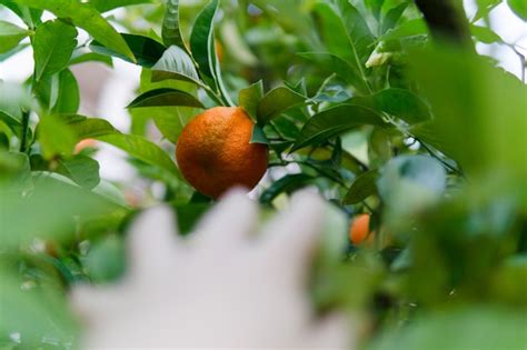 Premium Photo Orange On A Tree In Spring