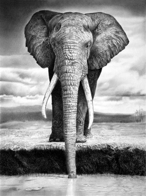 40 Beautiful Pencil Drawing Pictures Of Animals