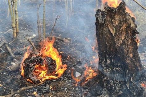 Хөвсгөл аймагт гарсан ой хээрийн түймэрт урьдчилсан байдлаар 8 га ойн талбай шатаад байна