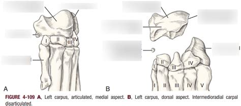 No 13 2 Left Carpus Articulated Medial Aspect Disarticulated And Left Carpus Dosal Aspect