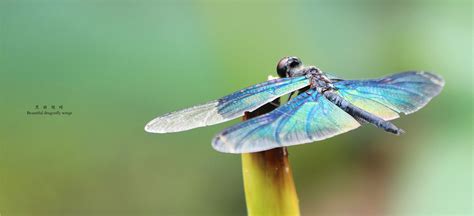 【黑丽翅蜻摄影图片】生态摄影太平洋电脑网摄影部落