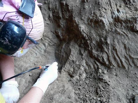 Fossil Preparation Restoration Conservation Research Casting International