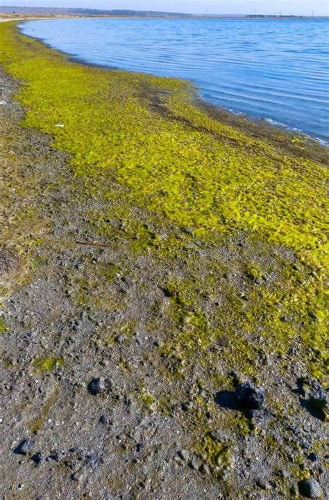Drying Shallow Pond And Green Algae Rotting On The Shore Tiligul Estuary Stock Image Image Of